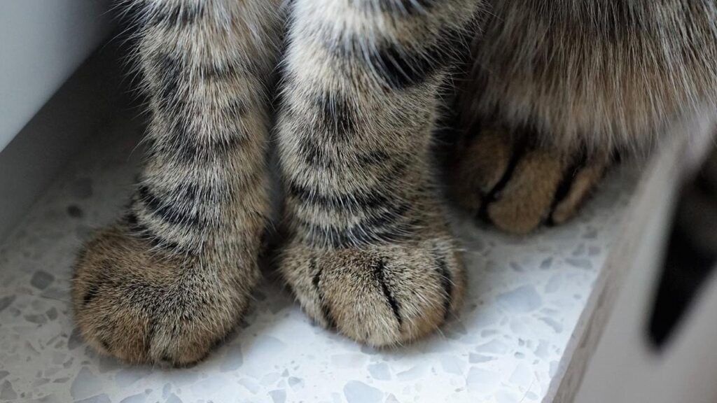 45 Minute Perfect Paws Challenge 🐱 - bonnysnowdonacademy.com