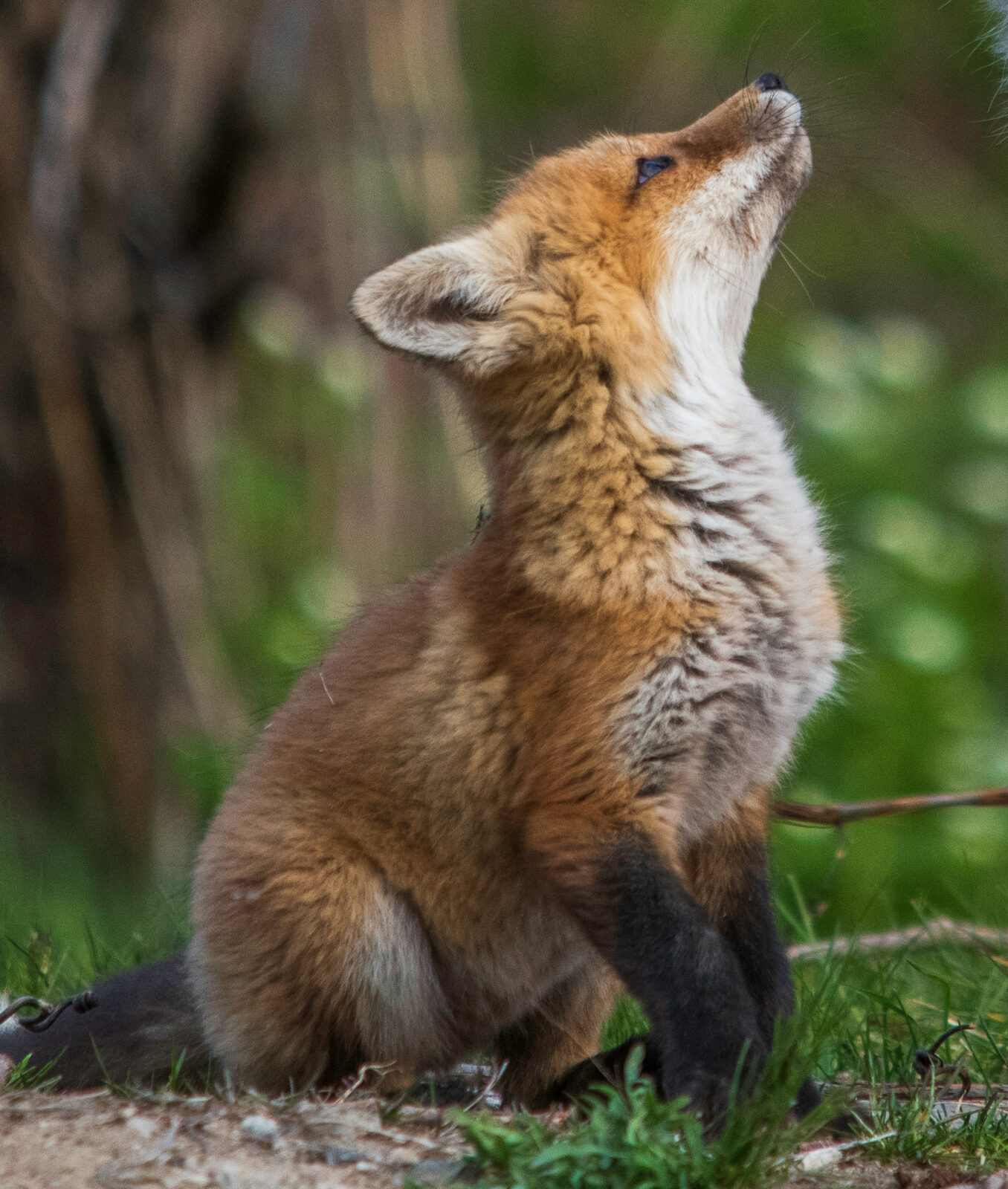 Download Your Fox Draw Resources 🦊 - bonnysnowdonacademy.com