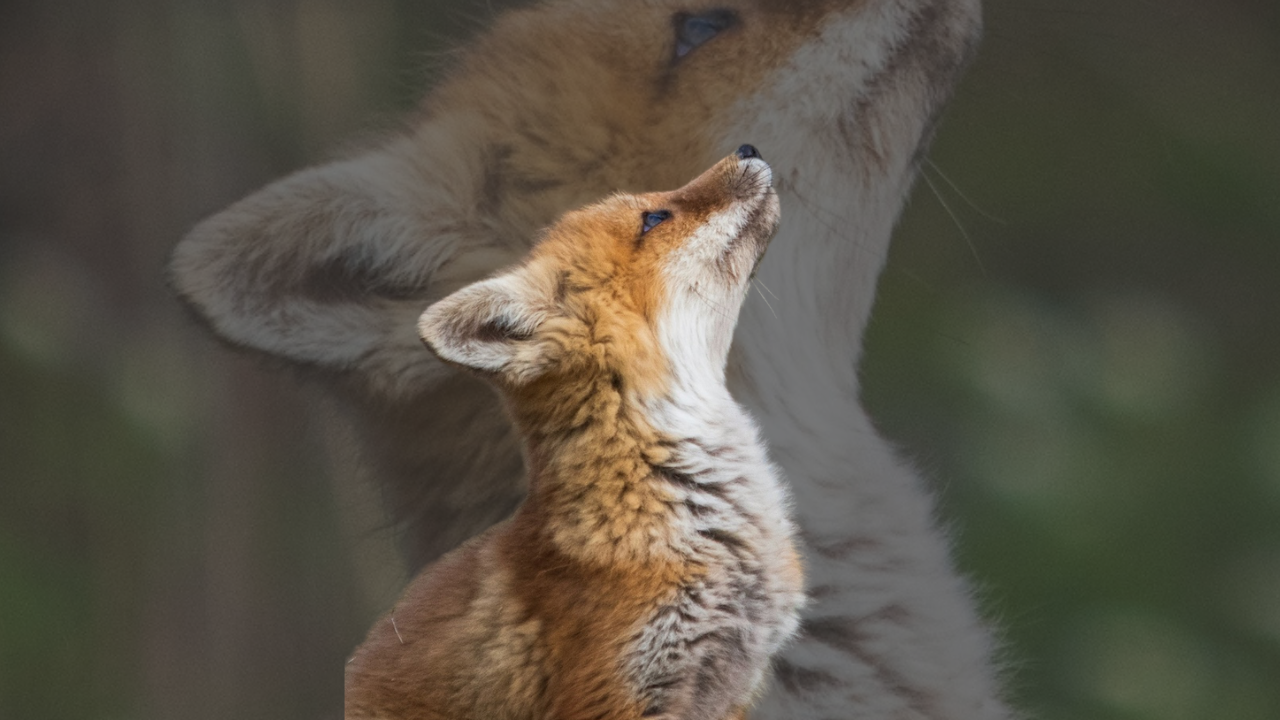 🦊 Draw a Lifelike Fox Cub and Be Amazed at What You Can Create ...